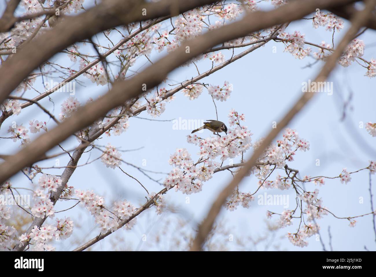 Birds in cherry trees Stock Photo - Alamy