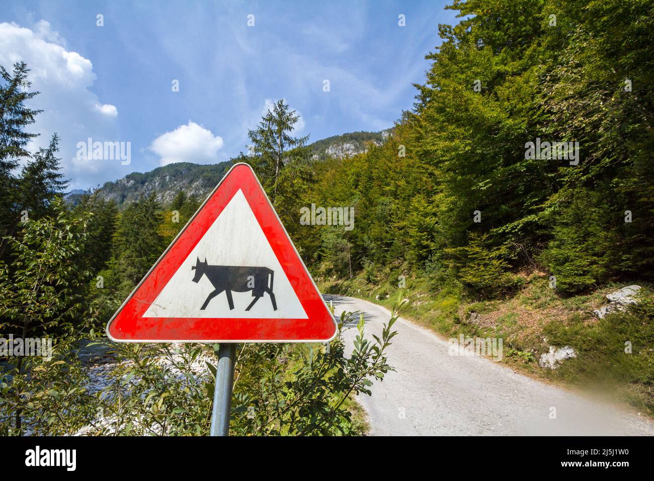 Picture of a European roadsign indicating the presence of cattle xing ...