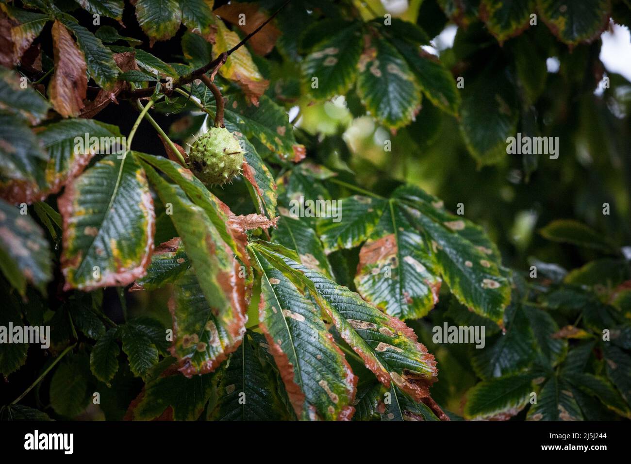 Picture of a tree of the horse chestnut family. Aesculus hippocastanum ...