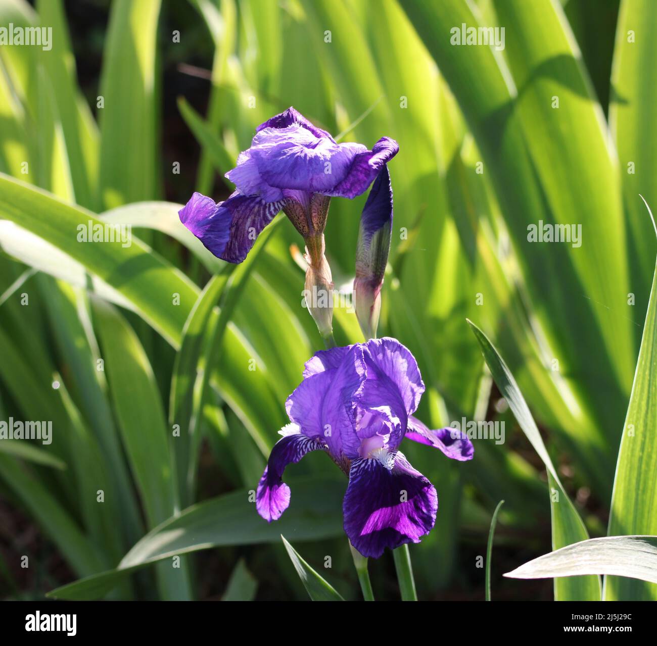 The Iris State flower of Tennessee Stock Photo - Alamy