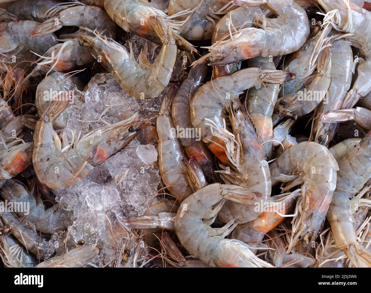 Fresh shrimps seafood sale hi-res stock photography and images - Alamy
