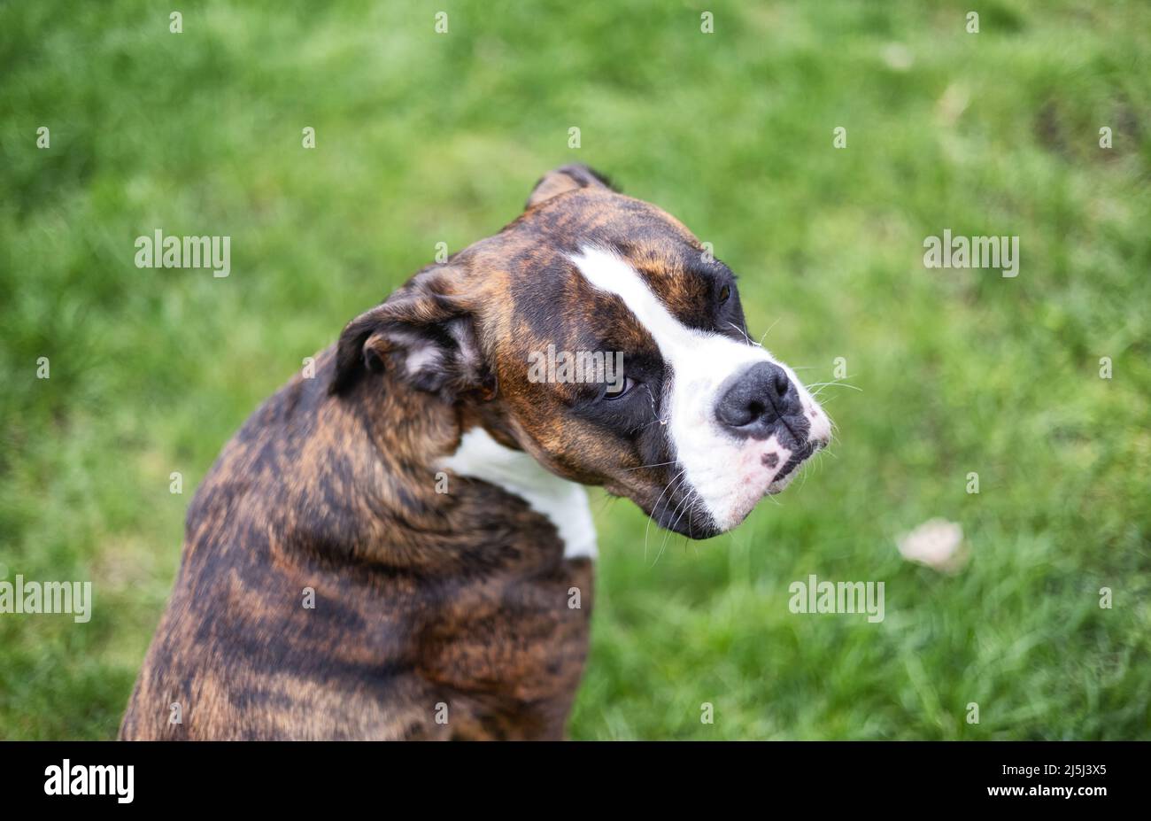 Boxer Dog sitting on grass outside Stock Photo - Alamy