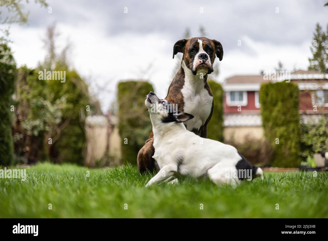 Boxer Dog and Toy Fox Terrier sitting on grass outside Stock Photo - Alamy