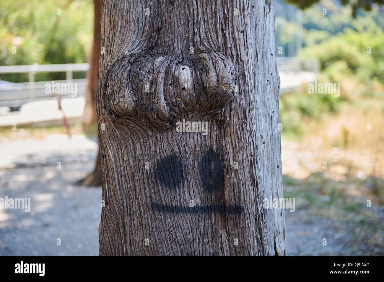 a tree with a felt-tip pen painted trunk Stock Photo - Alamy
