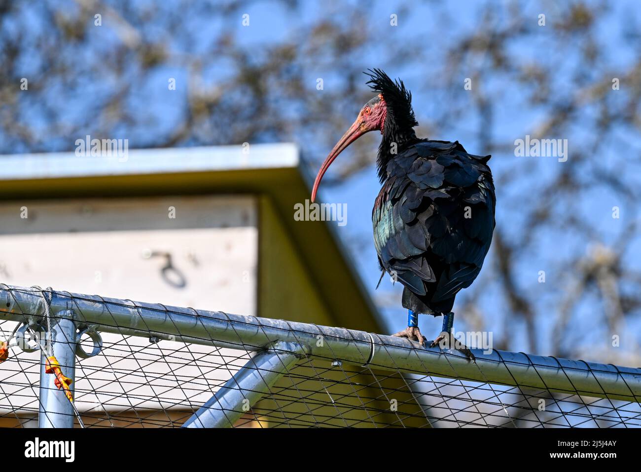 21 April 2022, Baden-Wuerttemberg, Überlingen: A Waldrapp sits on an ...