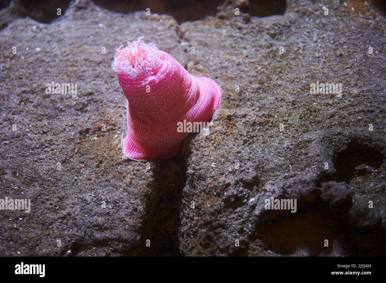 Pink sea polyp on rock moving to top side Stock Photo - Alamy