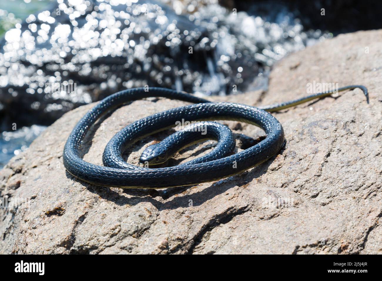 A black venomous snake on a rock basks in the sun curled up in a ball ...