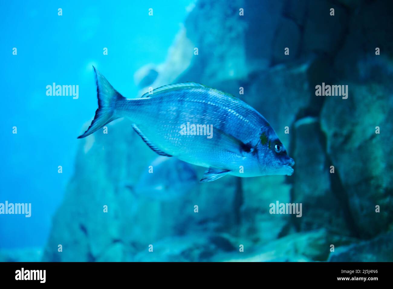 One fish in blue water background with coral reef Stock Photo - Alamy