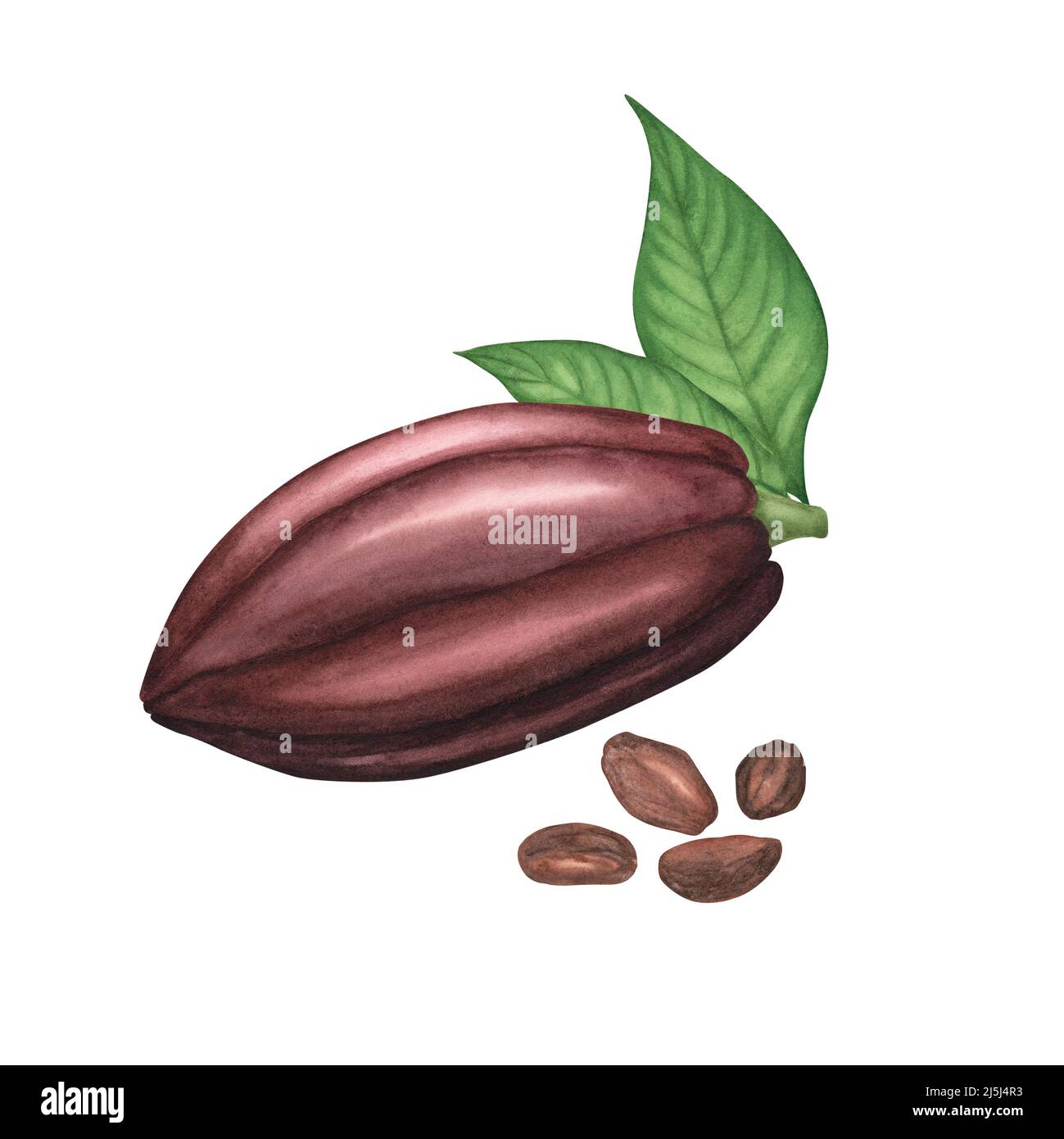 Cocoa pod with beans isolated on white background. Watercolor hand ...