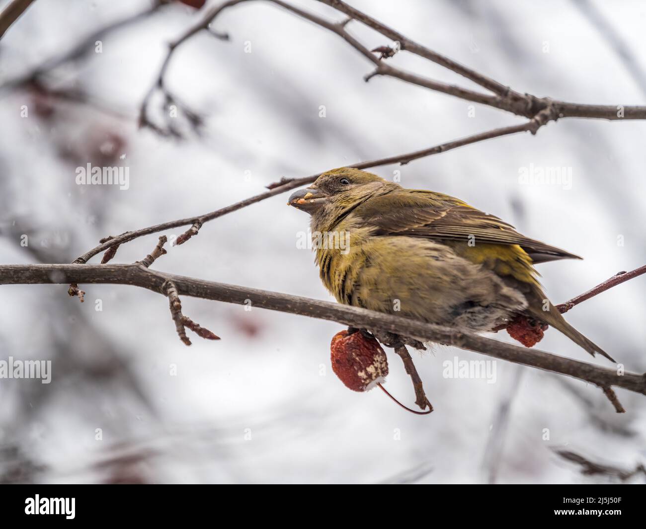 Red Crossbill female sitting on the tree branch and eats wild apple ...