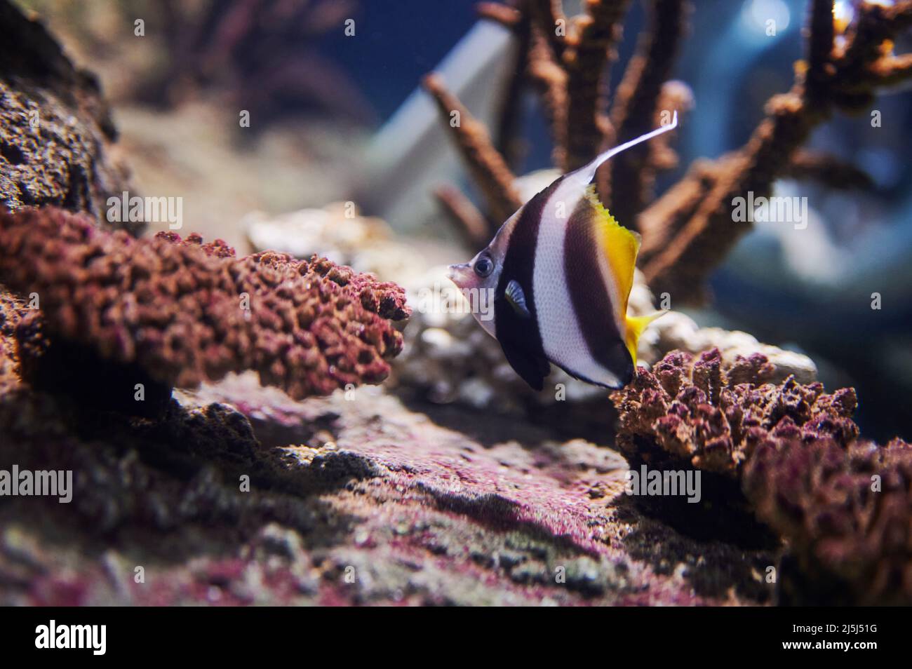 Marine ecosystem fish hi-res stock photography and images - Alamy