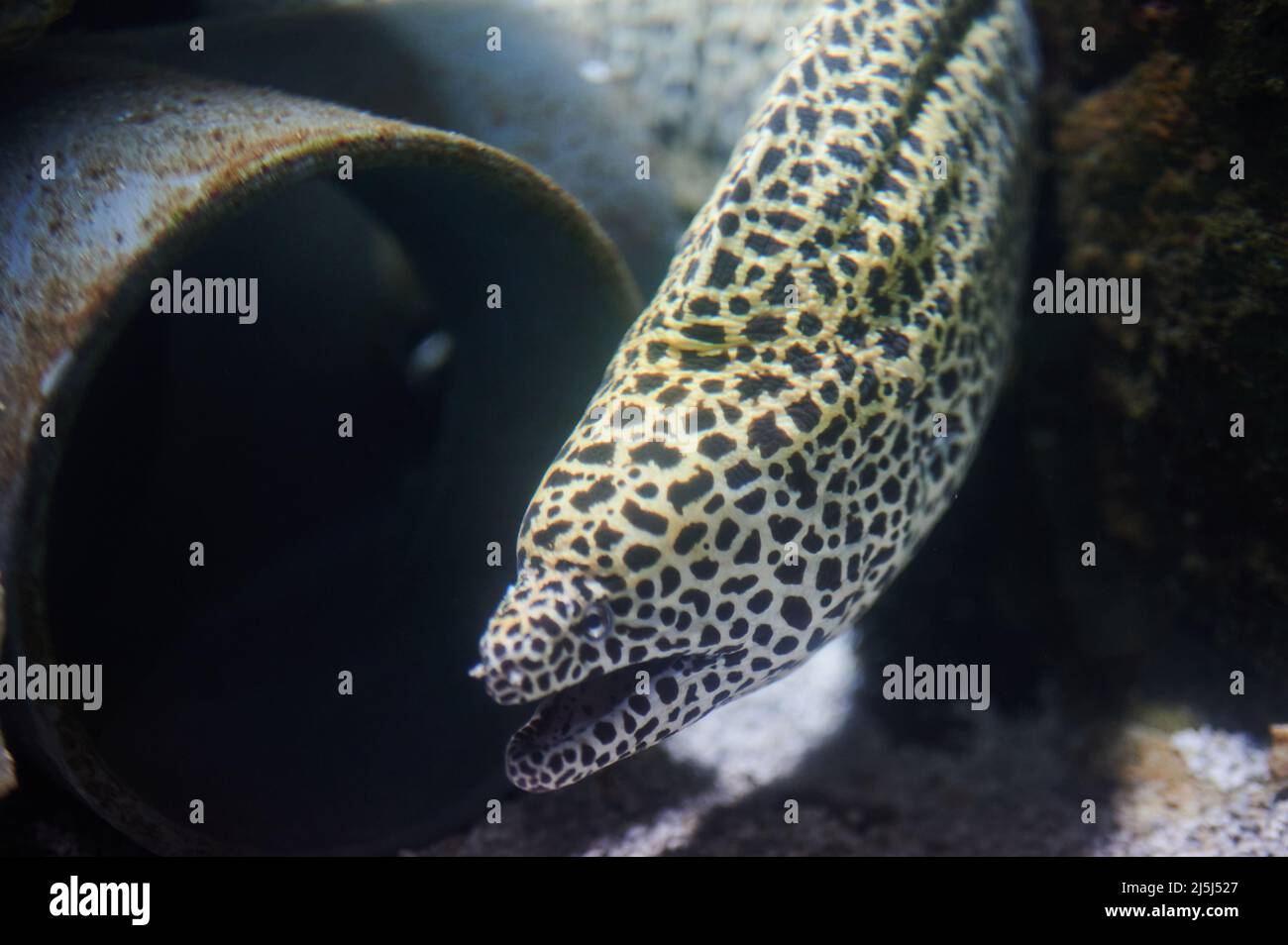 One moray portrait swim in clean water close up view Stock Photo - Alamy