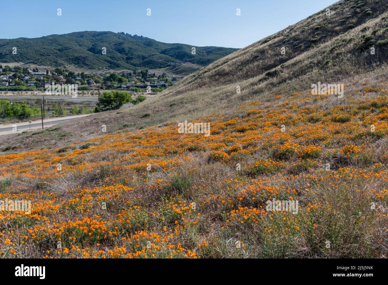Antelope Valley Poppy Reserve vista in springtime, Lancaster ...