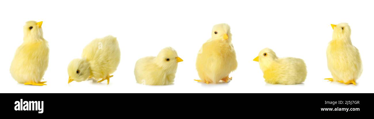 Cute yellow chickens isolated on white Stock Photo - Alamy
