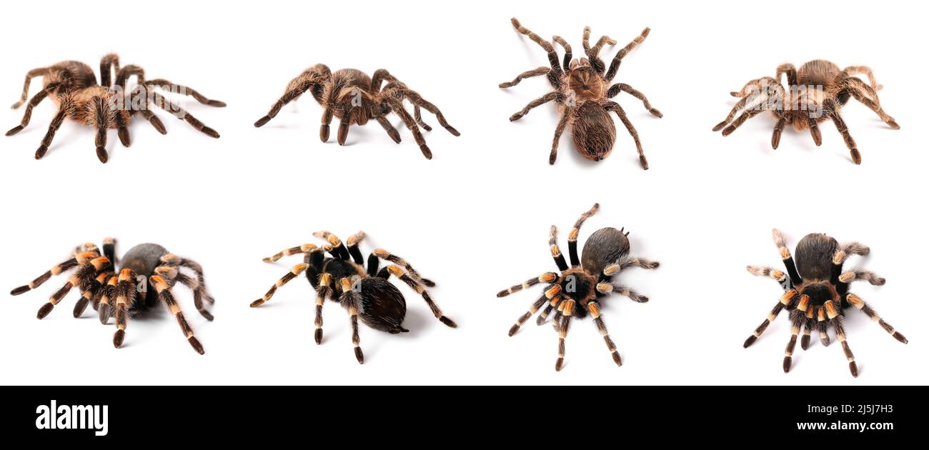 Set of tarantula spiders isolated on white Stock Photo - Alamy