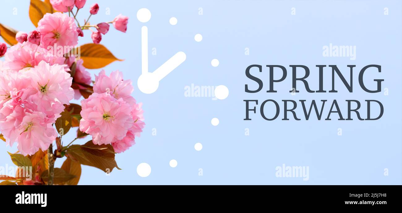 Beautiful blossoming tree branch and drawing of clock on blue ...