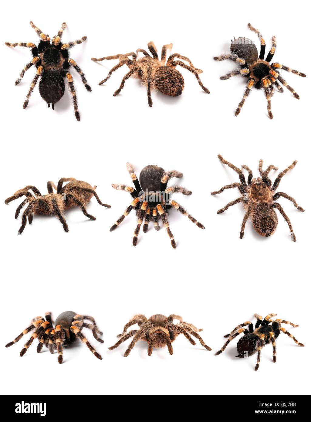 Eating tarantula spider Cut Out Stock Images & Pictures - Alamy