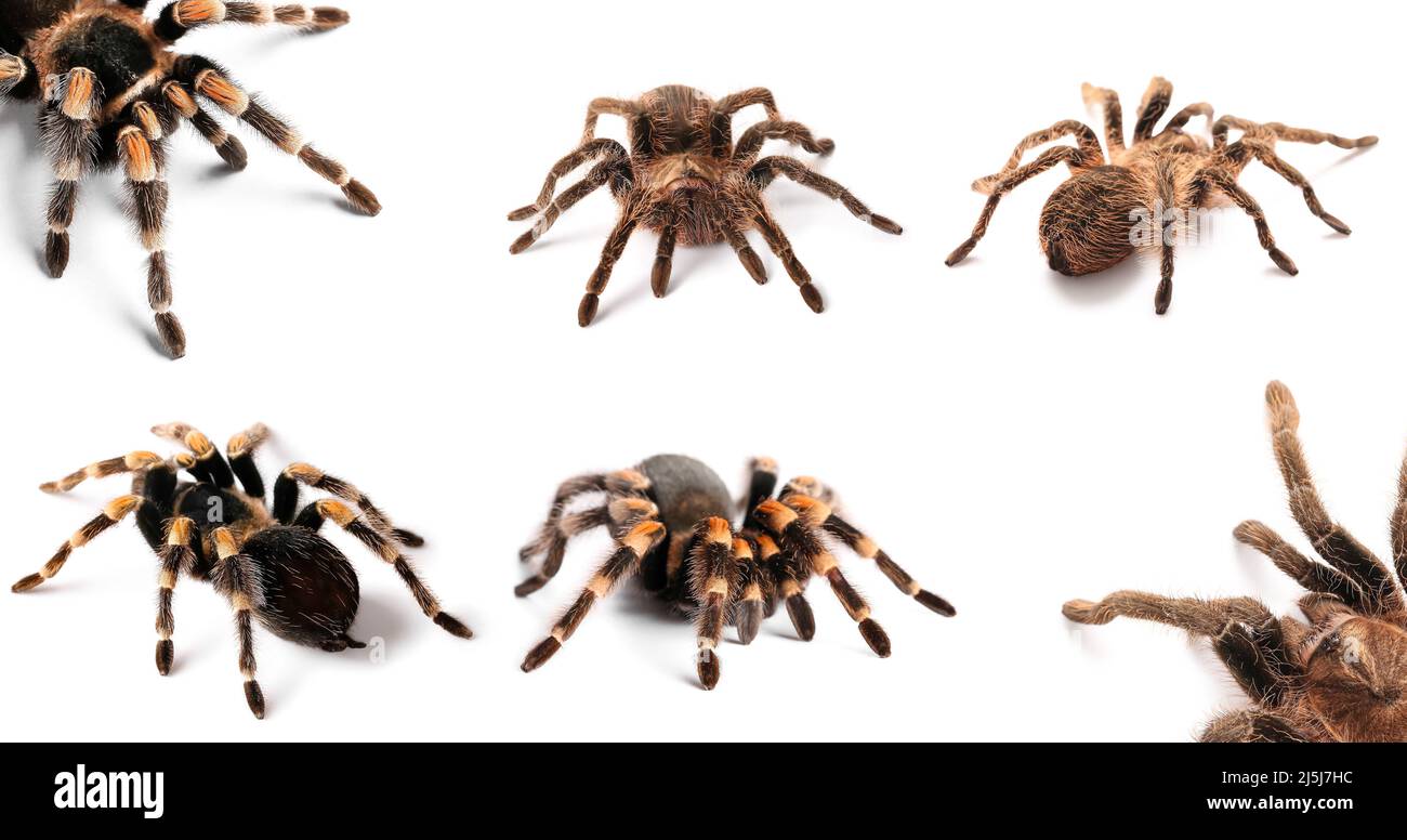 Set of tarantula spiders isolated on white Stock Photo - Alamy