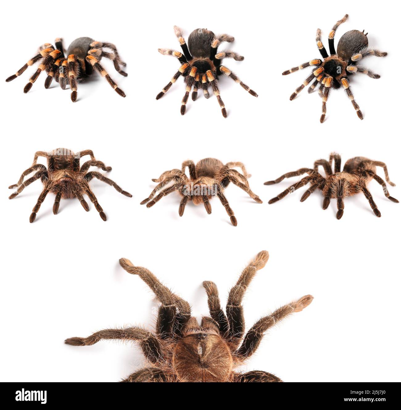 Set of tarantula spiders isolated on white Stock Photo - Alamy