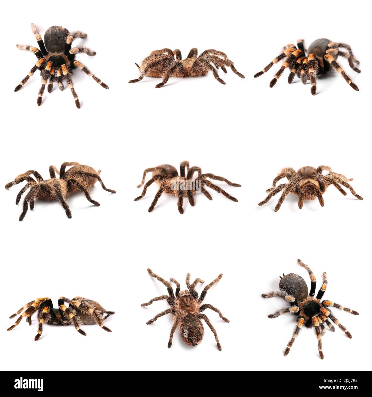 Set of tarantula spiders isolated on white Stock Photo - Alamy