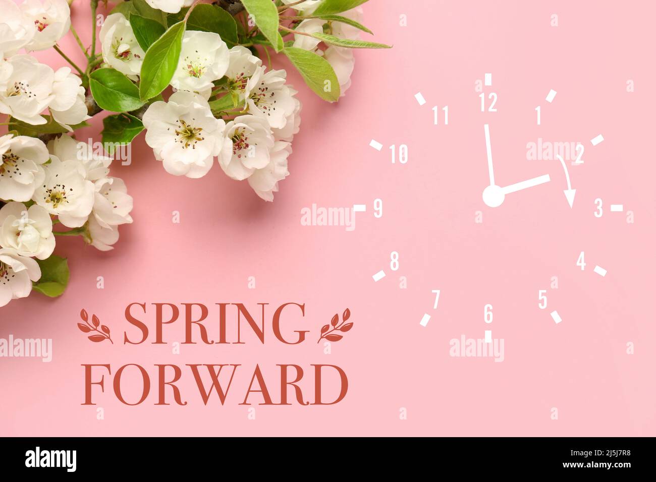 Beautiful blooming tree branch and drawing of clock on pink background ...