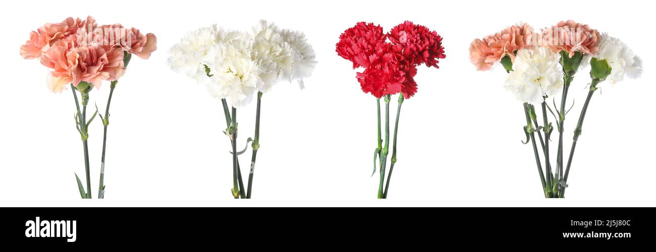 Set of different carnation flowers isolated on white Stock Photo - Alamy
