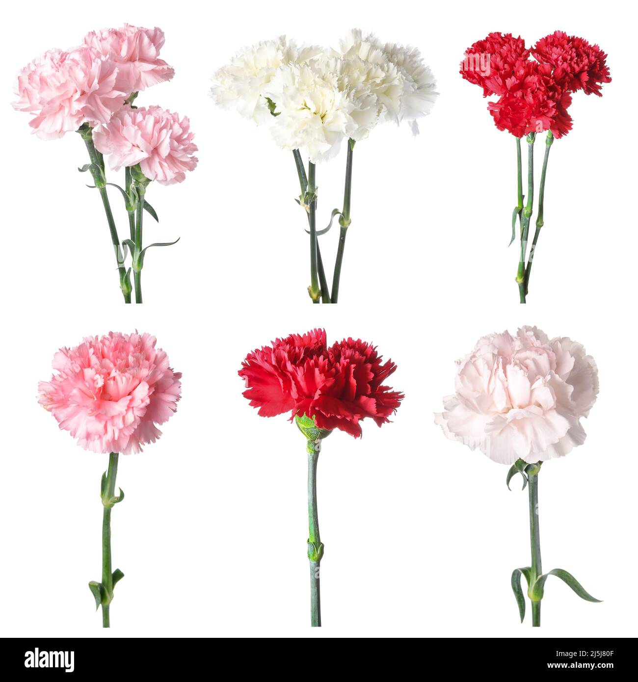 Set of beautiful carnation flowers isolated on white Stock Photo - Alamy
