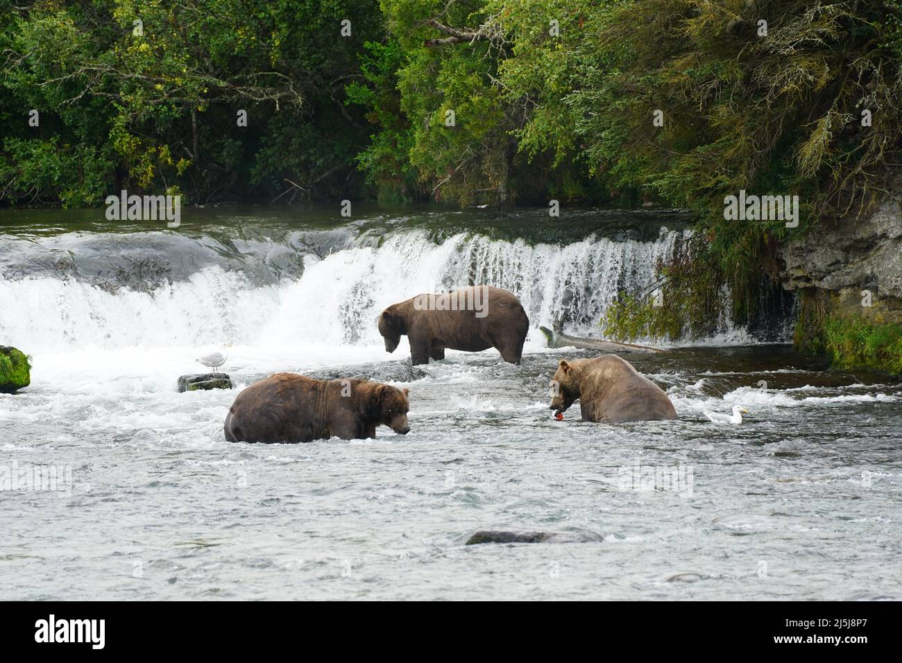 Bear migration hi-res stock photography and images - Alamy