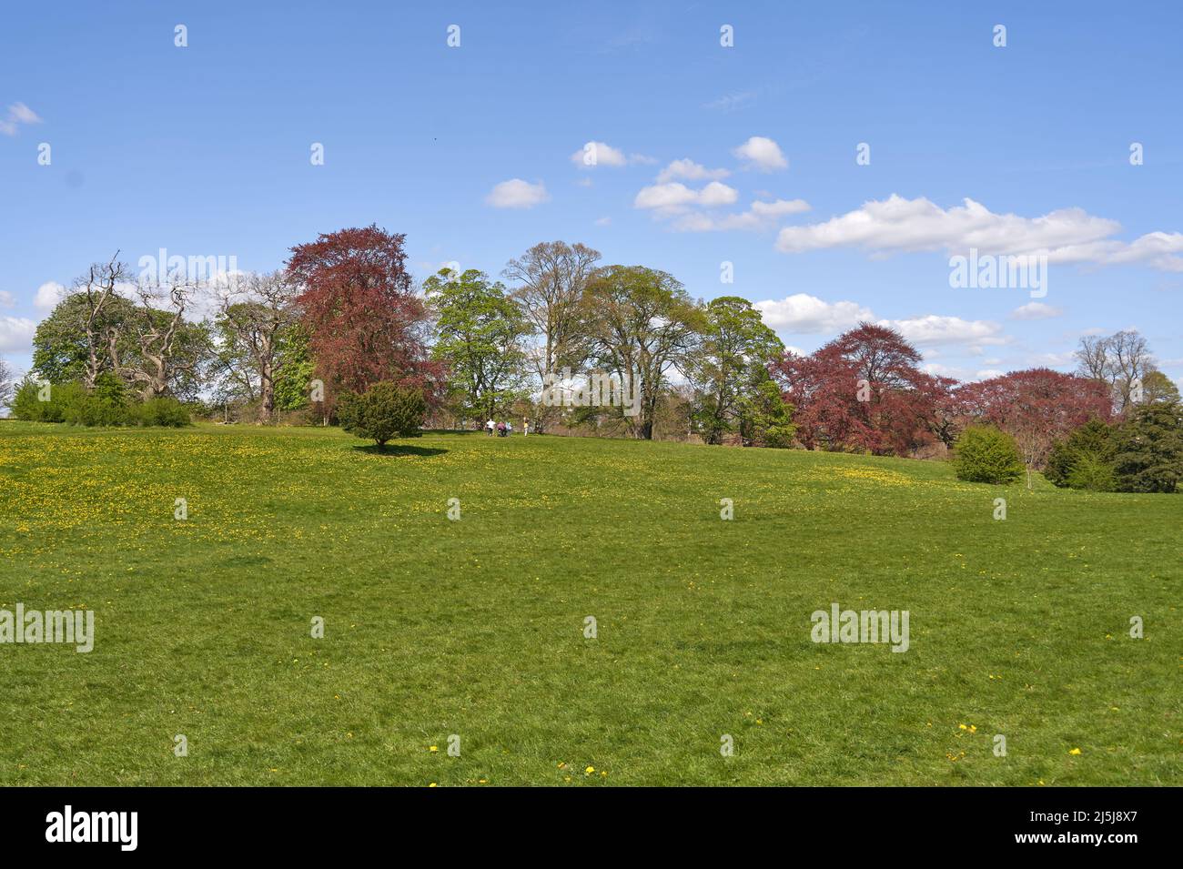 Sloping ground in a country park Stock Photo - Alamy