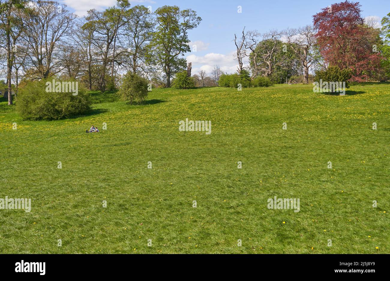 Sloping ground in a country park Stock Photo - Alamy