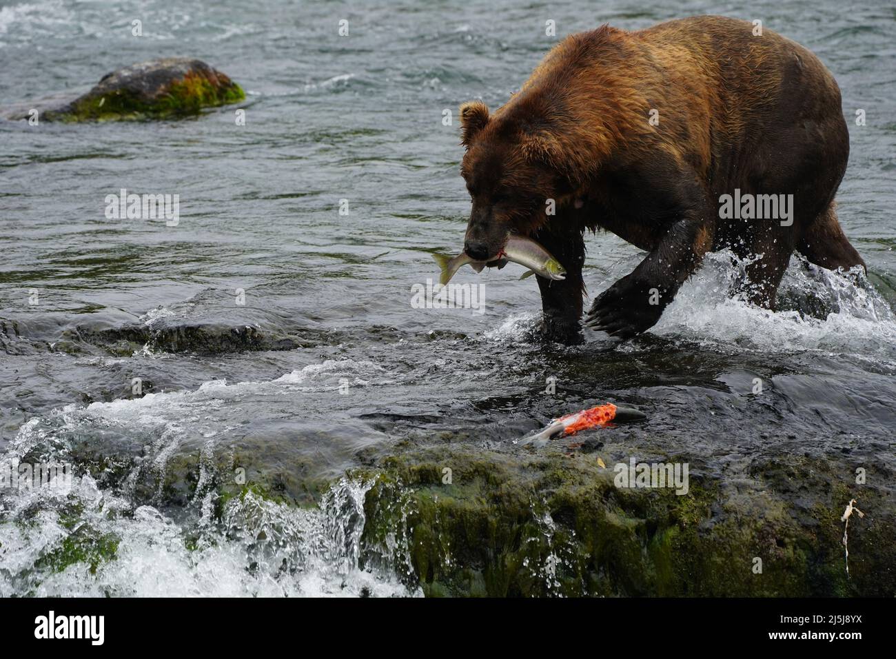 Bear migration hi-res stock photography and images - Alamy