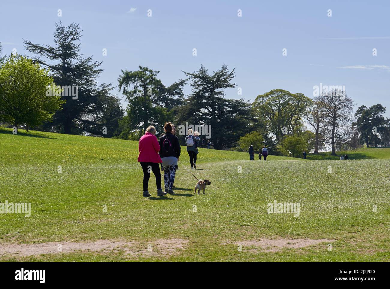 People walking a dog in a park Stock Photo - Alamy
