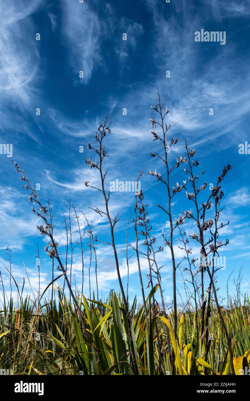 Native plant new zealand hi-res stock photography and images - Alamy