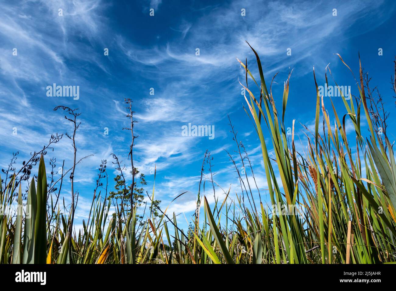 Native plant new zealand hi-res stock photography and images - Alamy