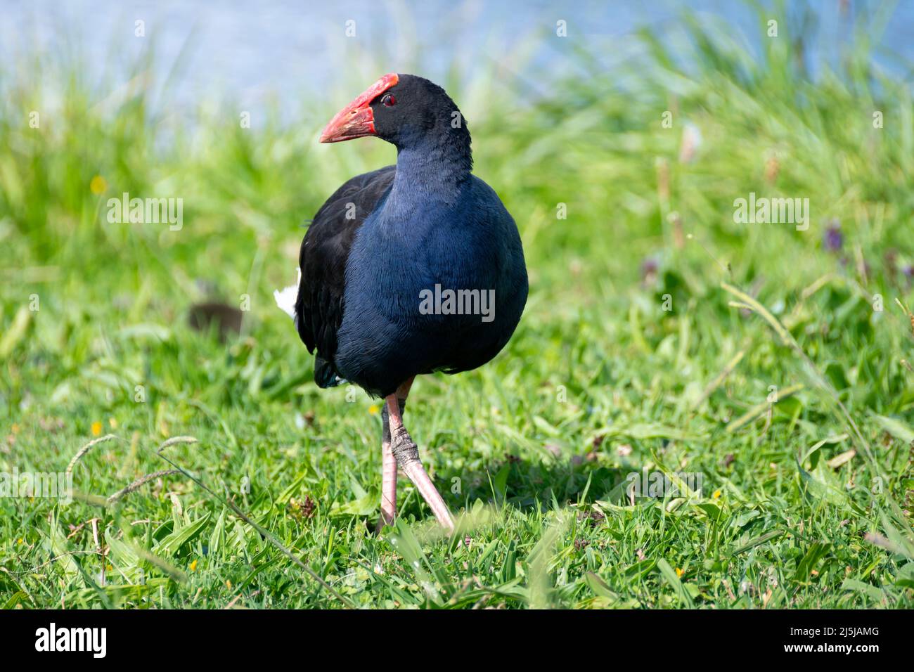 Pukeko native new zealand bird hi-res stock photography and images - Alamy