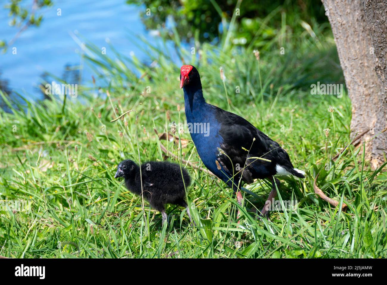 Pukeko wing hi-res stock photography and images - Alamy