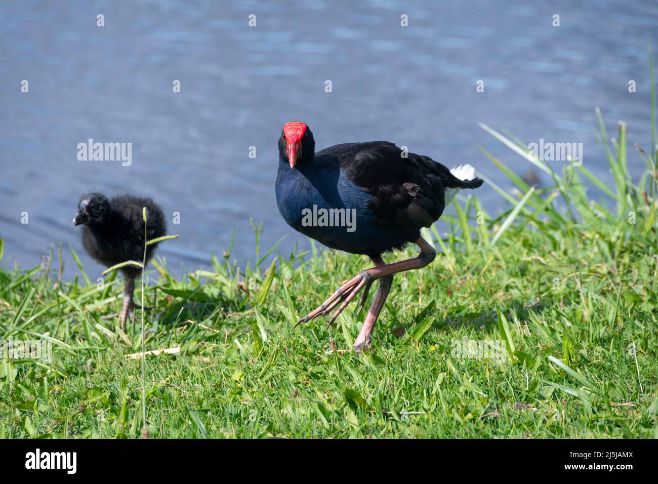 Pukeko with chick, Waikanae, Kapiti District, North Island, New Zealand ...