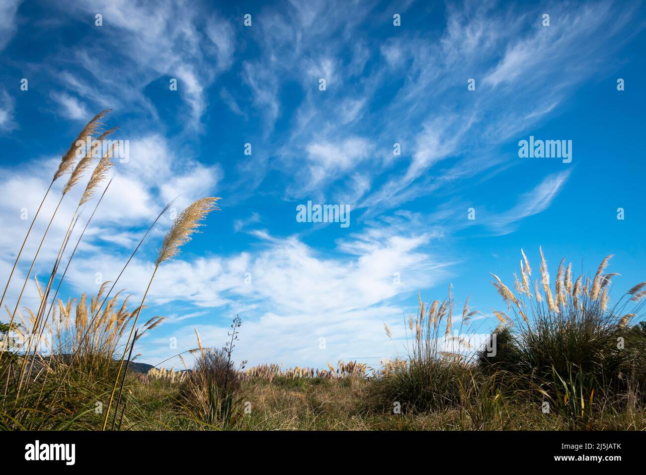 Toitoi hi-res stock photography and images - Alamy