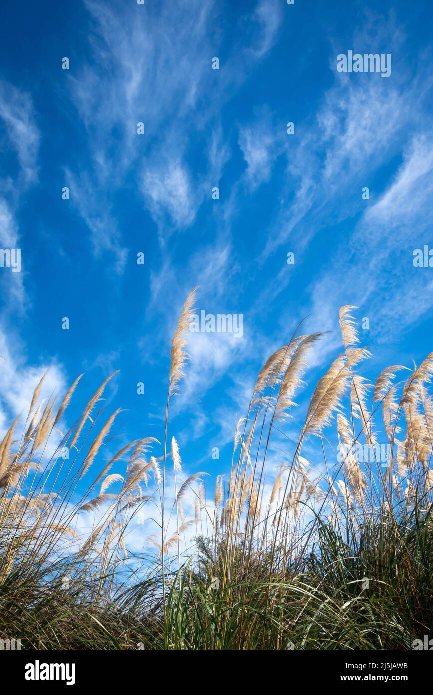 Toitoi hi-res stock photography and images - Alamy