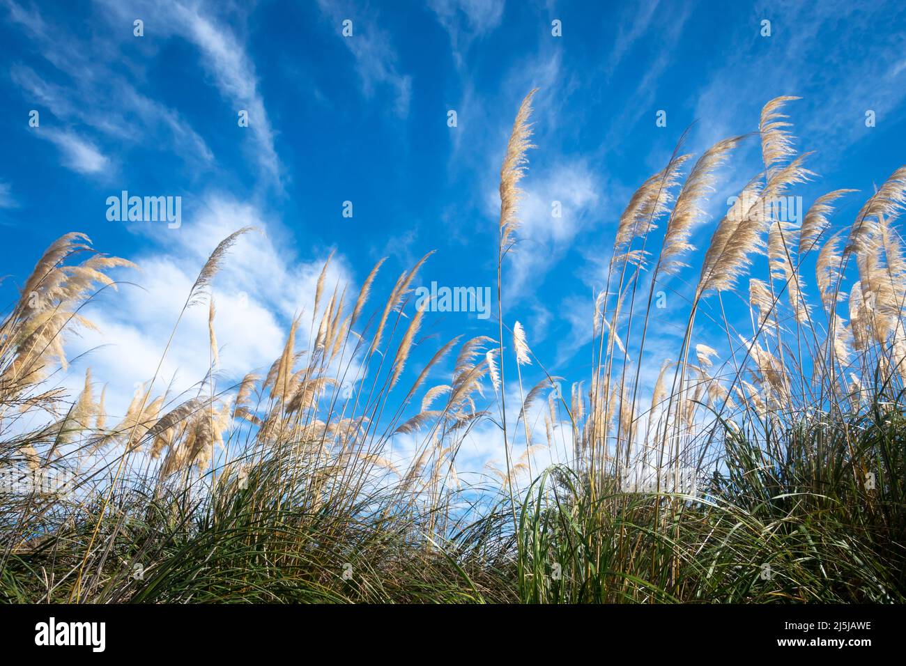 Toitoi grass hi-res stock photography and images - Alamy