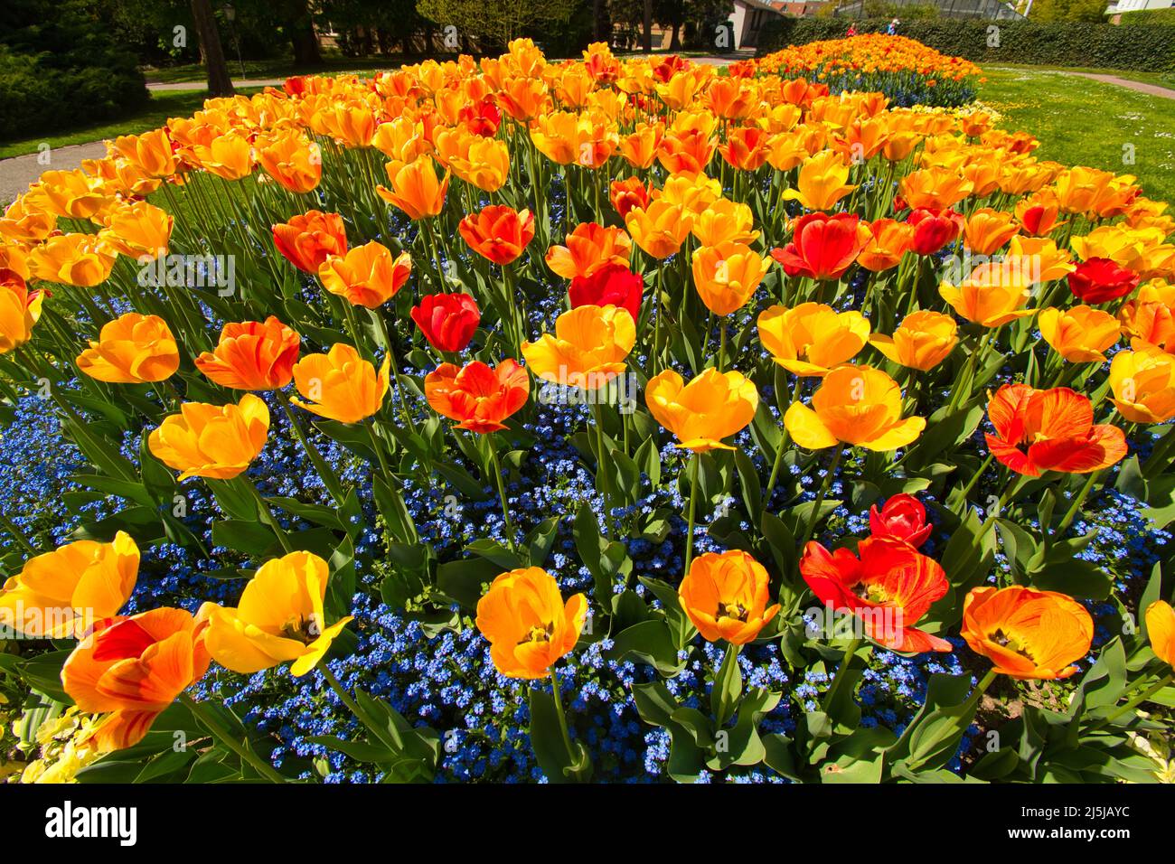 Tulip blossom in Alsace in France Stock Photo - Alamy
