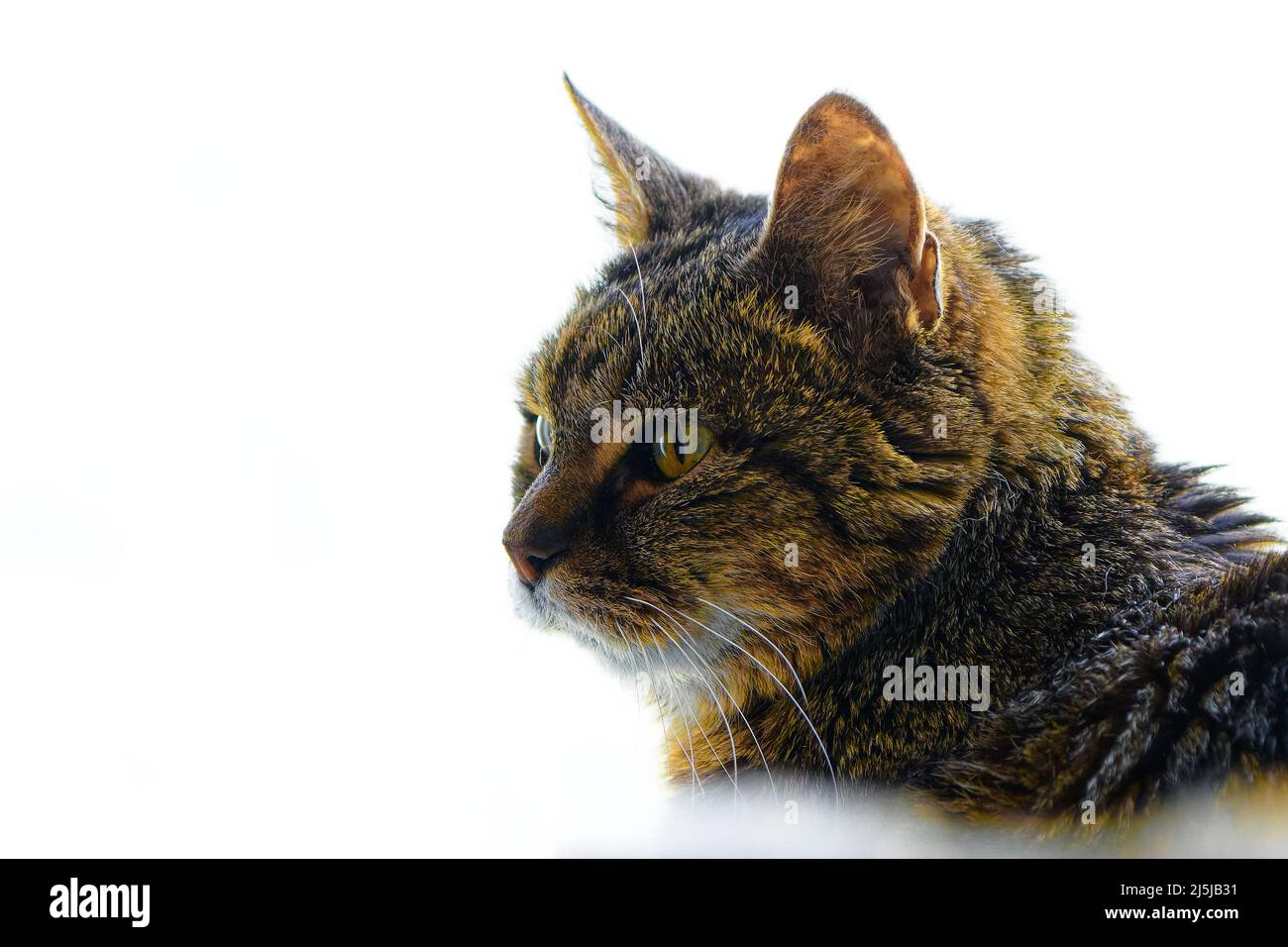 Atmospheric portrait hi-res stock photography and images - Alamy