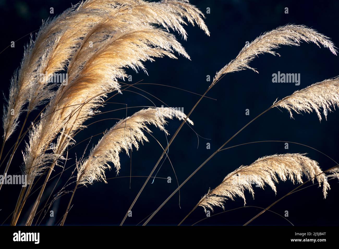 Toetoe grass, backlit with dark background, St Arnaud, South Island ...