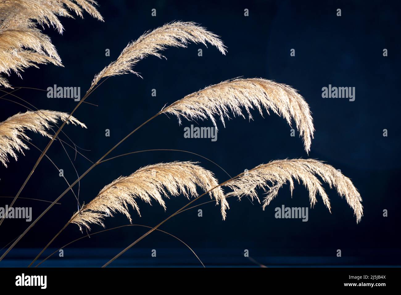 Toetoe grass, backlit with dark background, St Arnaud, South Island ...