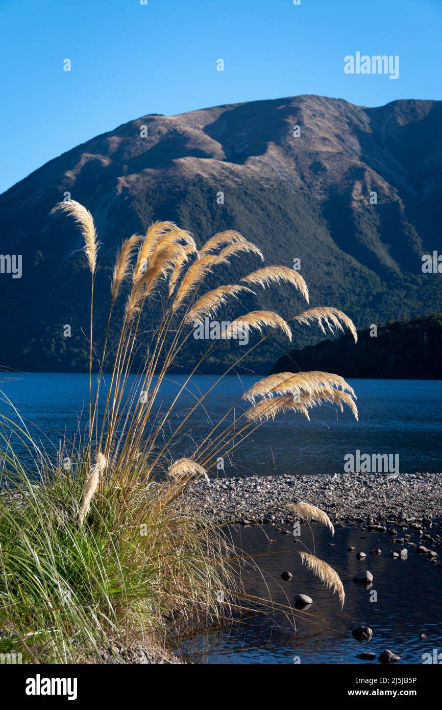 Toitoi grass hi-res stock photography and images - Alamy