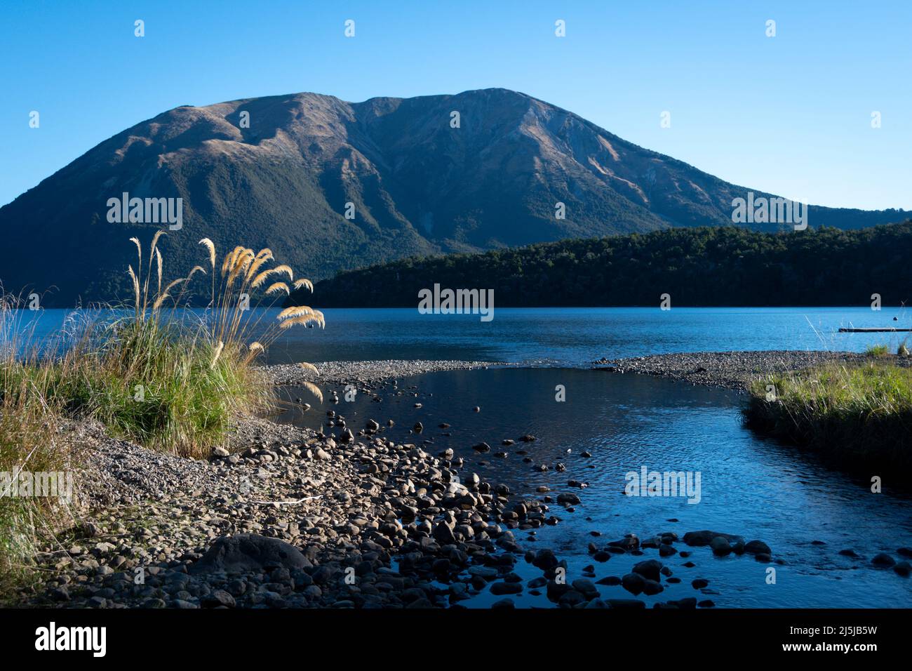 Toitoi grass growing on foreshore of Lake Rotoiti, Nelson Lakes ...