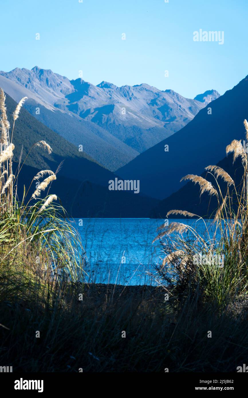Toitoi grass growing on foreshore of Lake Rotoiti, Nelson Lakes ...