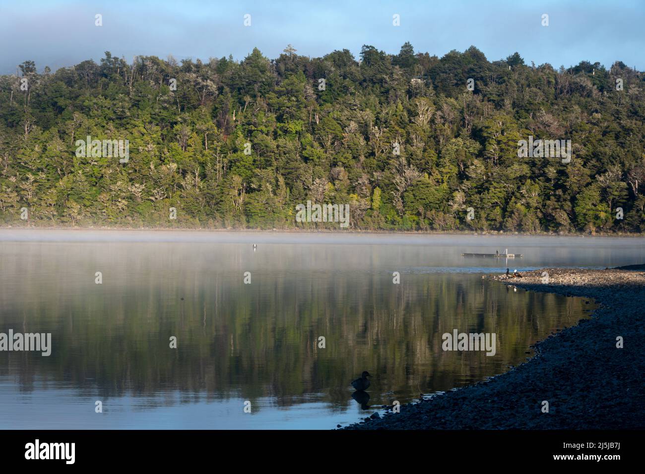 Sunlight on rainforest, Lake Rotoiti, Nelson Lakes National Park, South ...