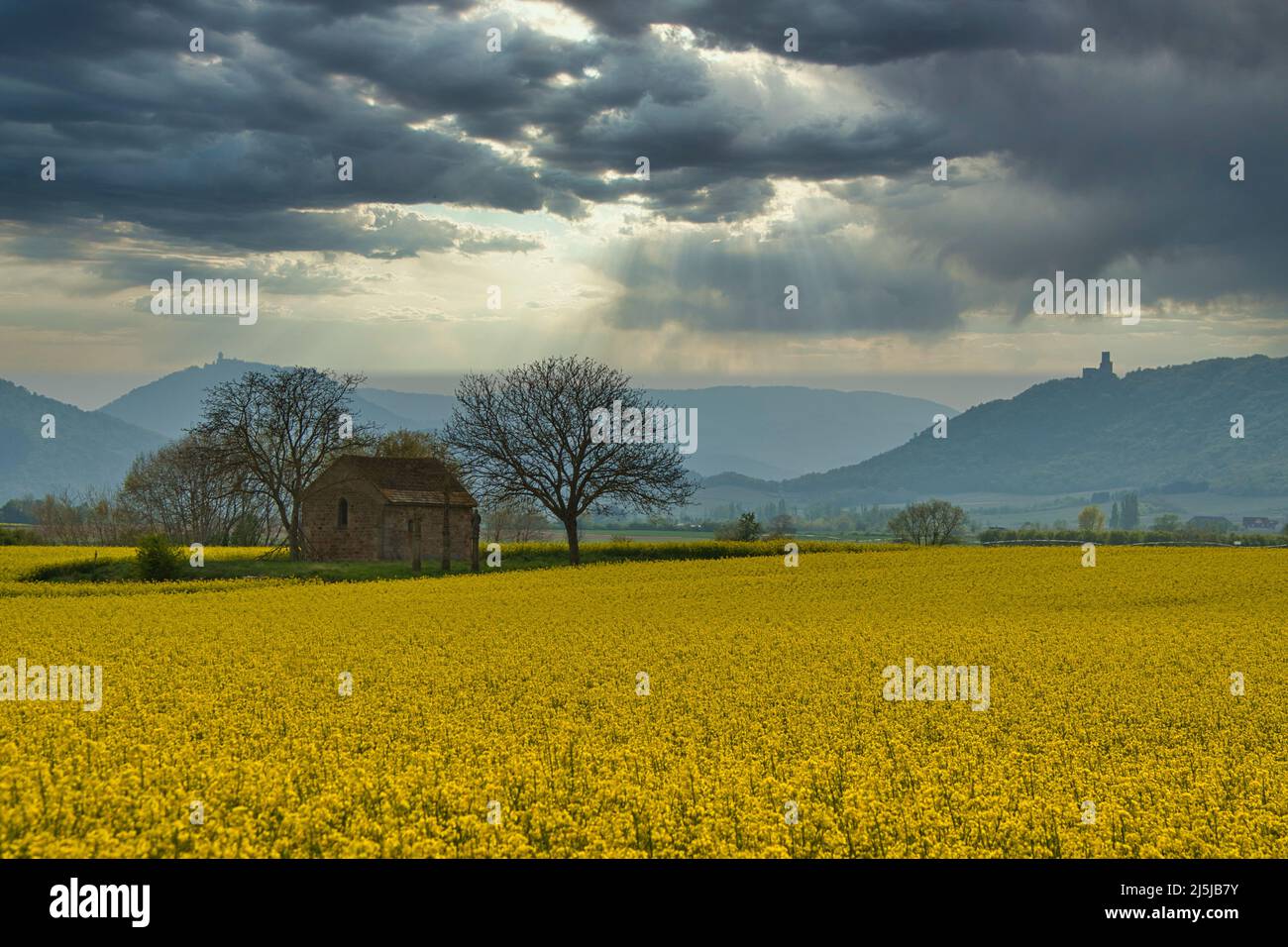 Canola Field in Alsace in France Stock Photo - Alamy