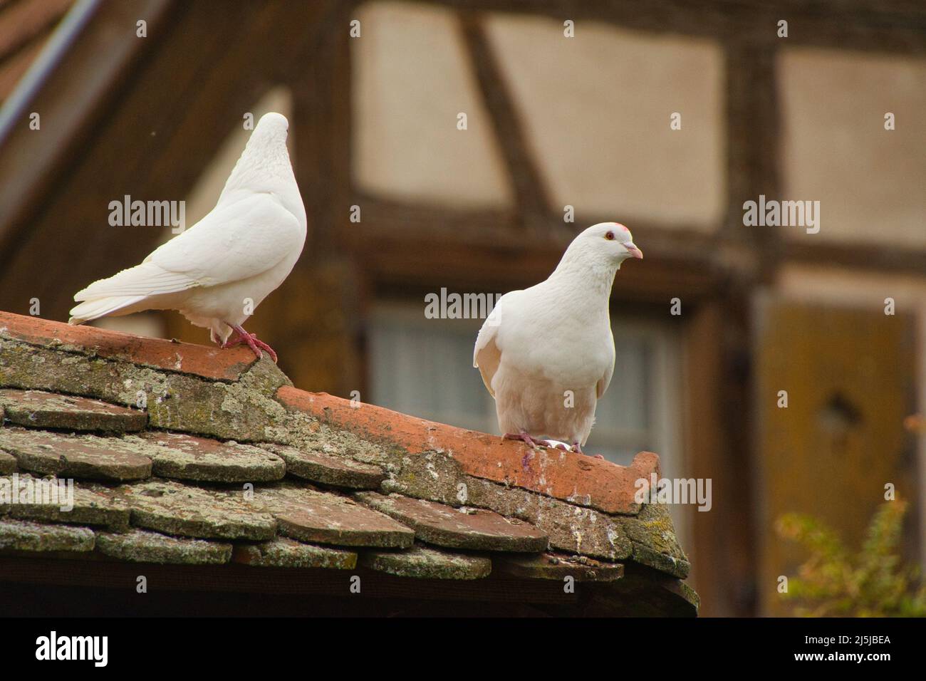 White doves in Dambach la Ville in alsace in France Stock Photo - Alamy